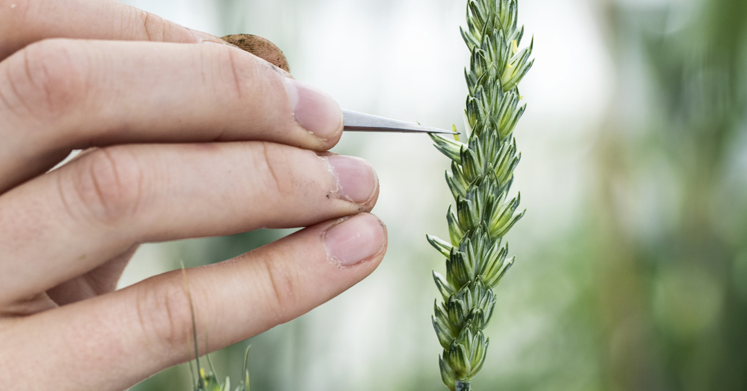 NGT godkendt: Kæmpe skridt frem for robust planteproduktion