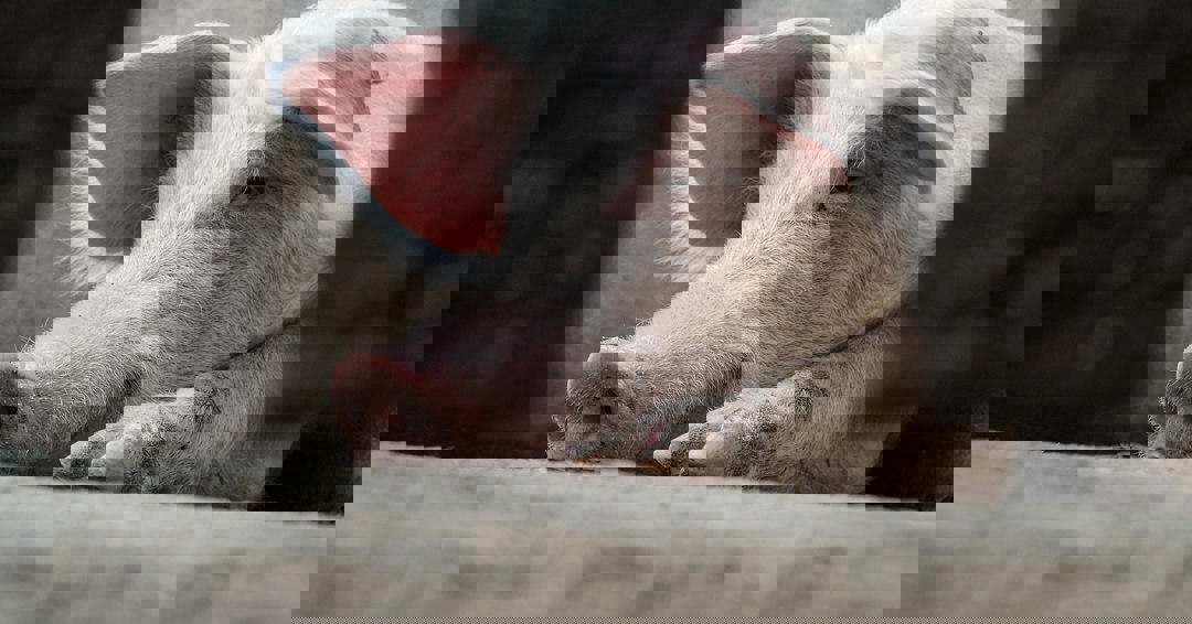 Statistik for griseproduktion