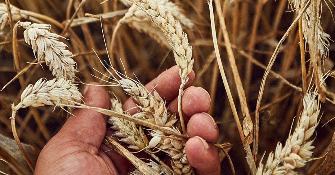 Sektorer og sektioner