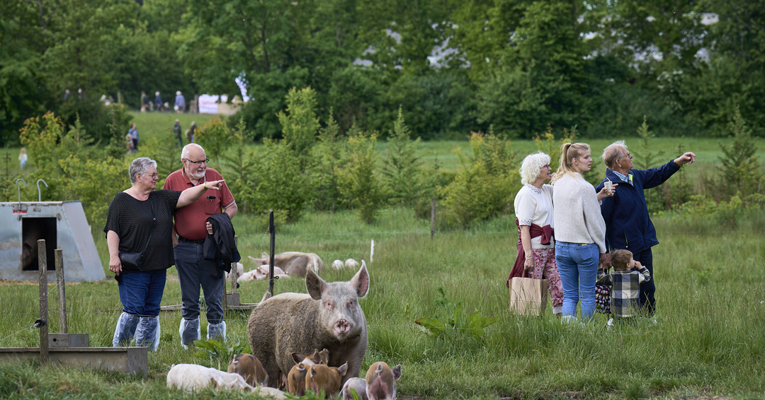 Sofari 2025: Sol, Smil og Økologiske Grise
